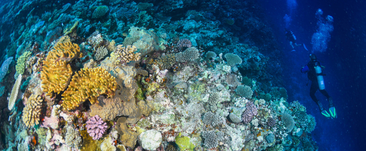 Why Underwater Photographers Love Fiji | Tourism Fiji